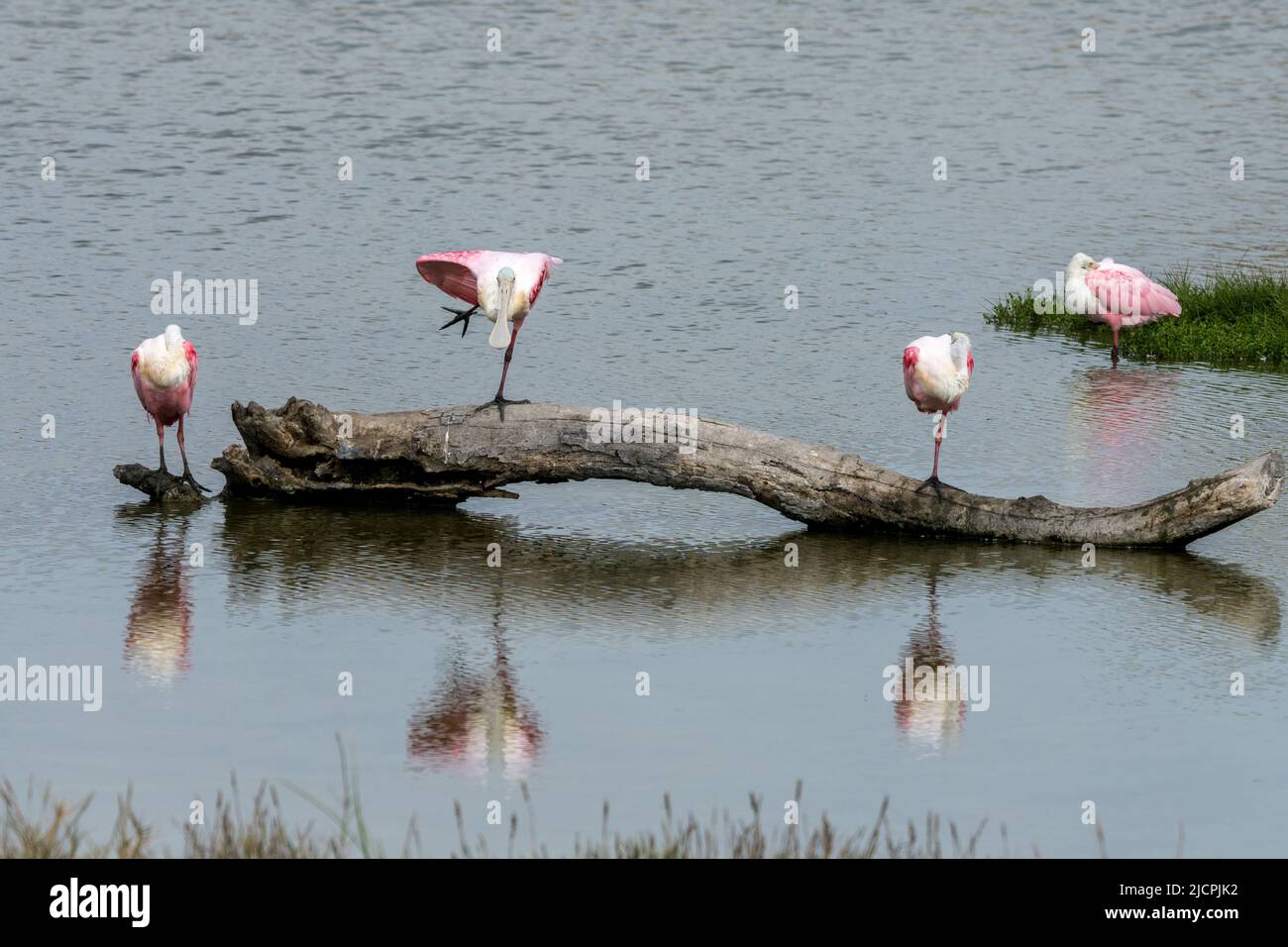 Roseate Sponbills, Platalea Ajaja, auf einem Baumstamm in einem ...