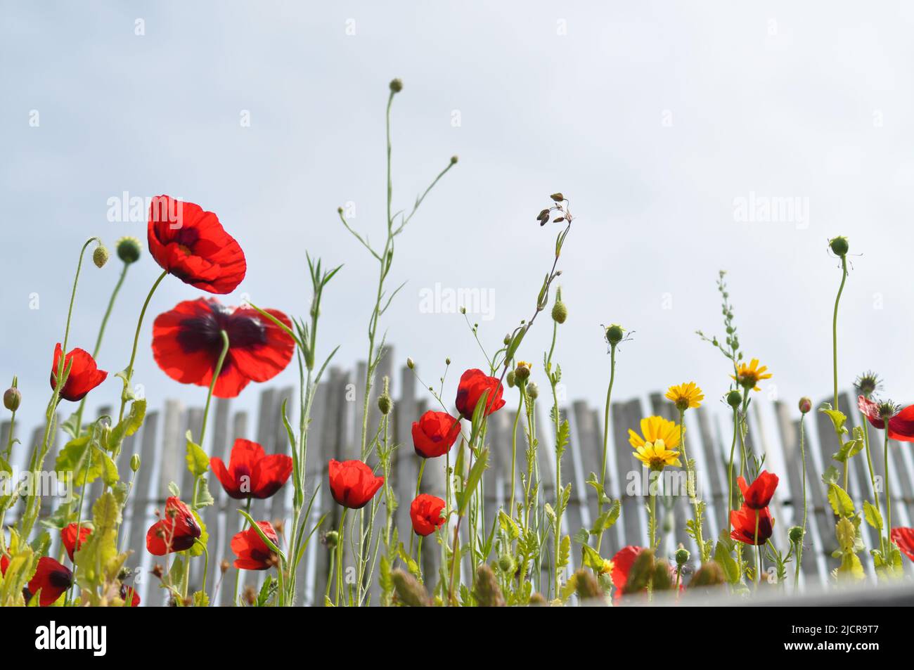 Eine Auswahl von Wildblumen, die aus einer Packung Wildblumenkerne in ...