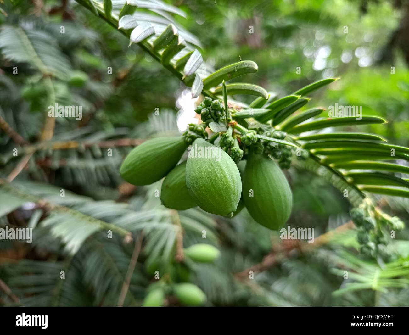 Kegel wie obst -Fotos und -Bildmaterial in hoher Auflösung – Alamy