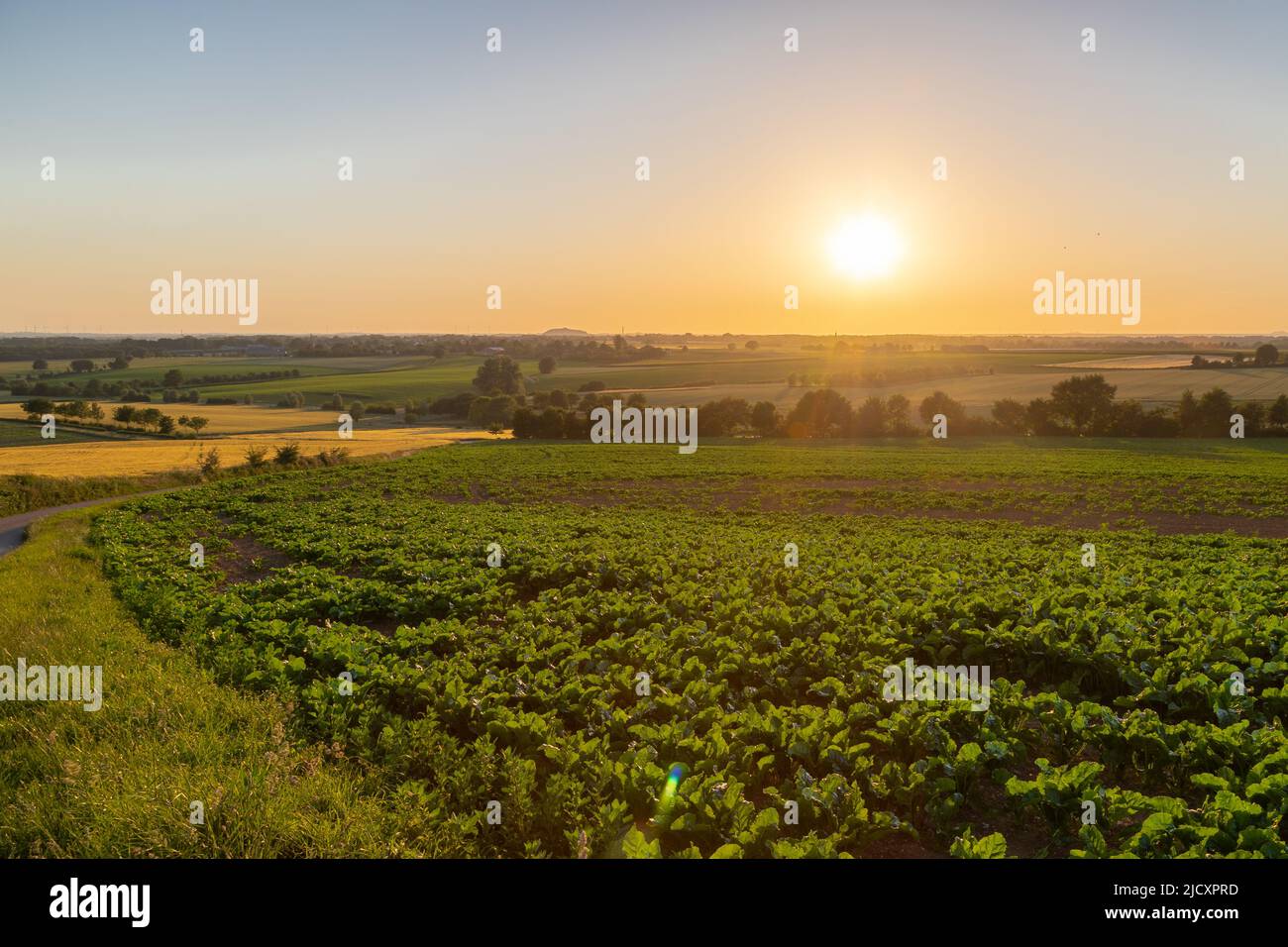 Ein goldener Sonnenuntergang über den sanften Hügeln von Süd-Limburg in ...