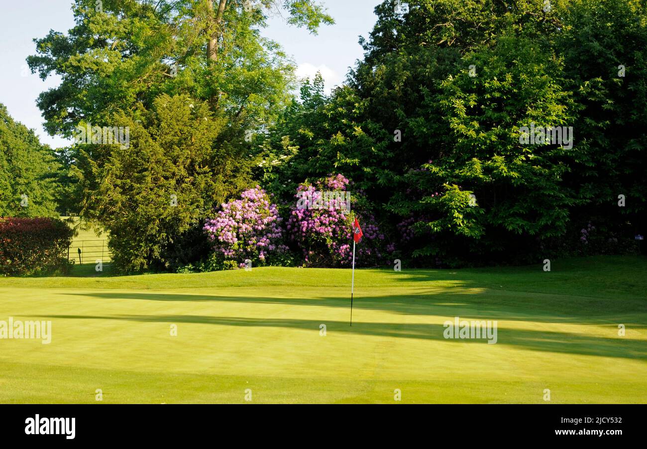 Blick über 1. Green auf East Course mit Rhododendron, Sundridge Park ...