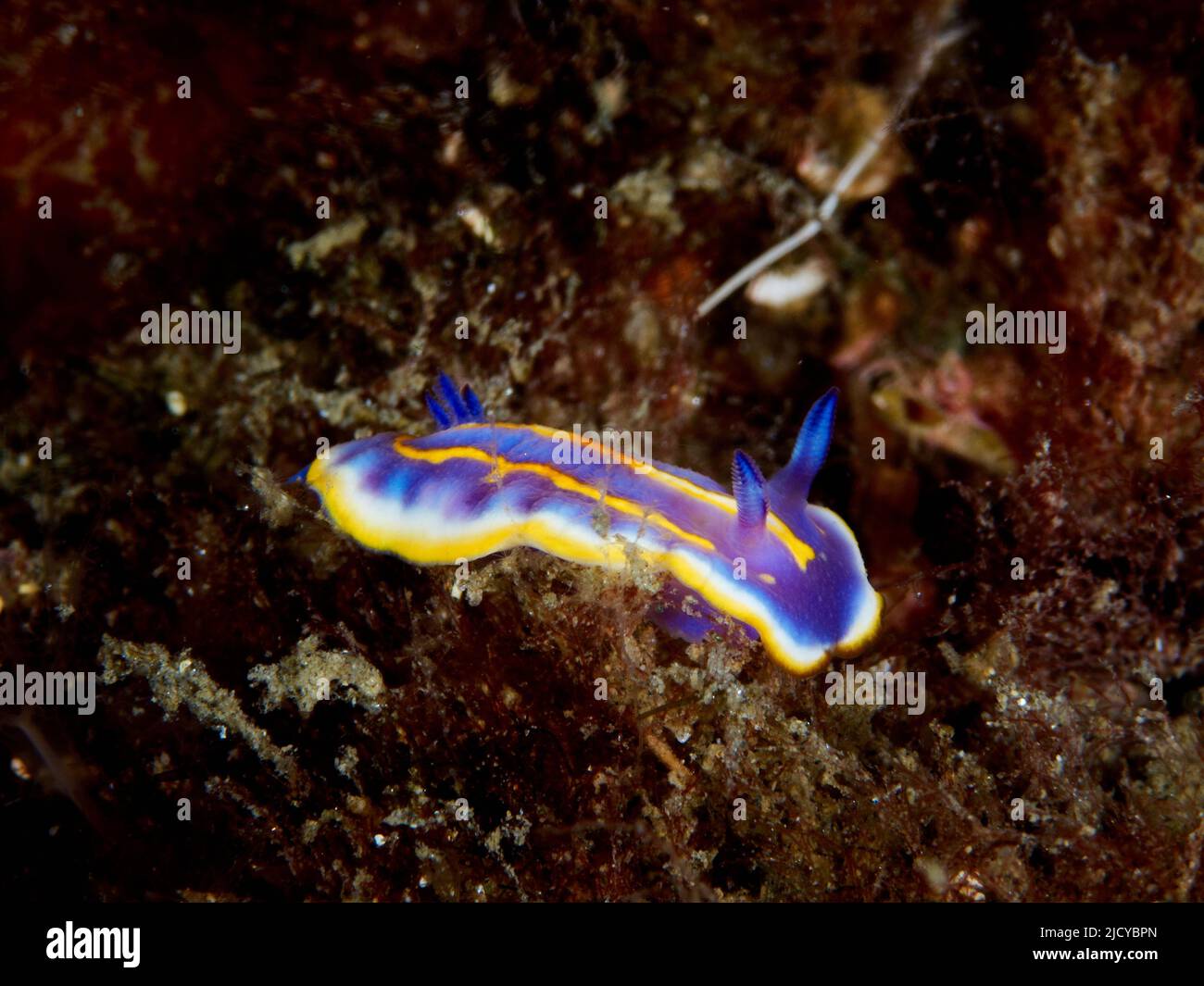 Felimida britoi -Fotos und -Bildmaterial in hoher Auflösung – Alamy