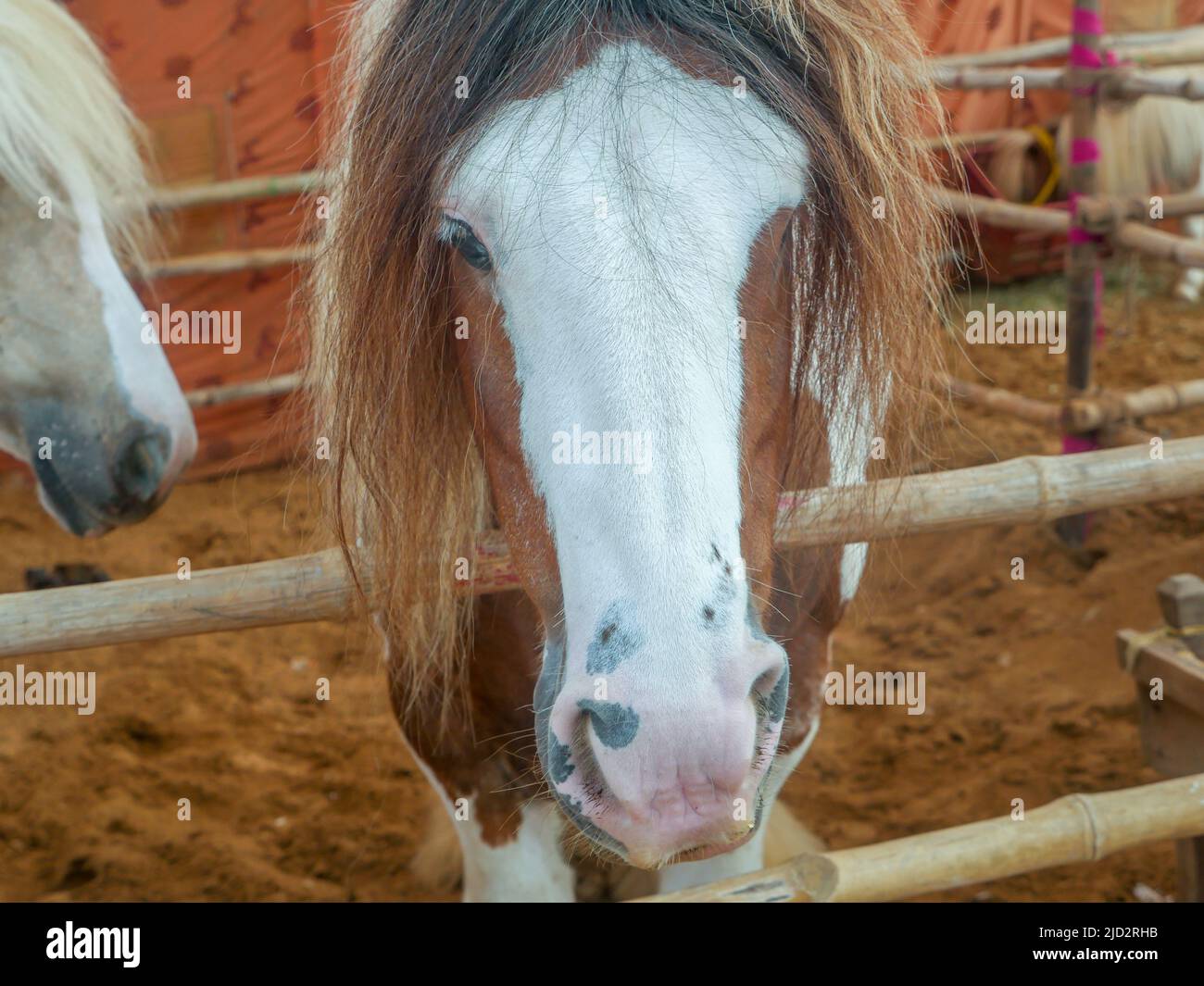 Traditioneller zigeuner cob Stockfotos und -bilder Kaufen - Alamy