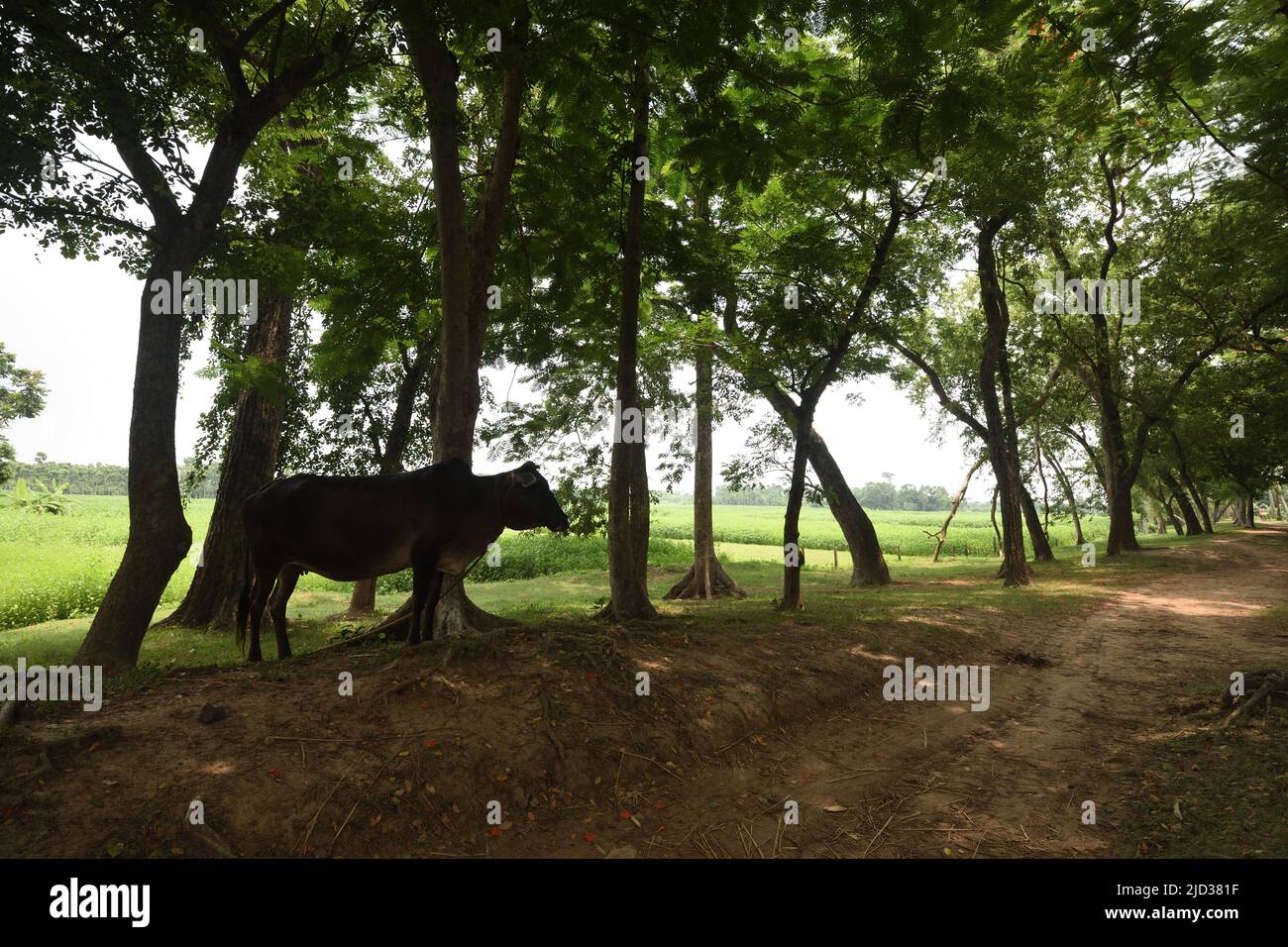 Der alte Hügel von Chandraketugarh oder die befestigte Stadt des Königs ...