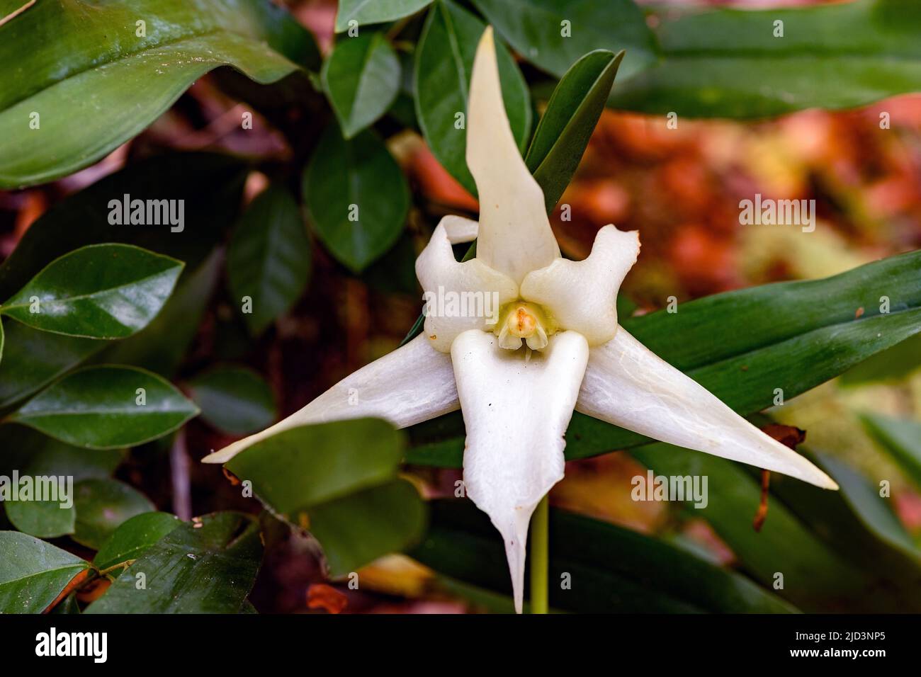 Orchideen von madagaskar -Fotos und -Bildmaterial in hoher Auflösung ...