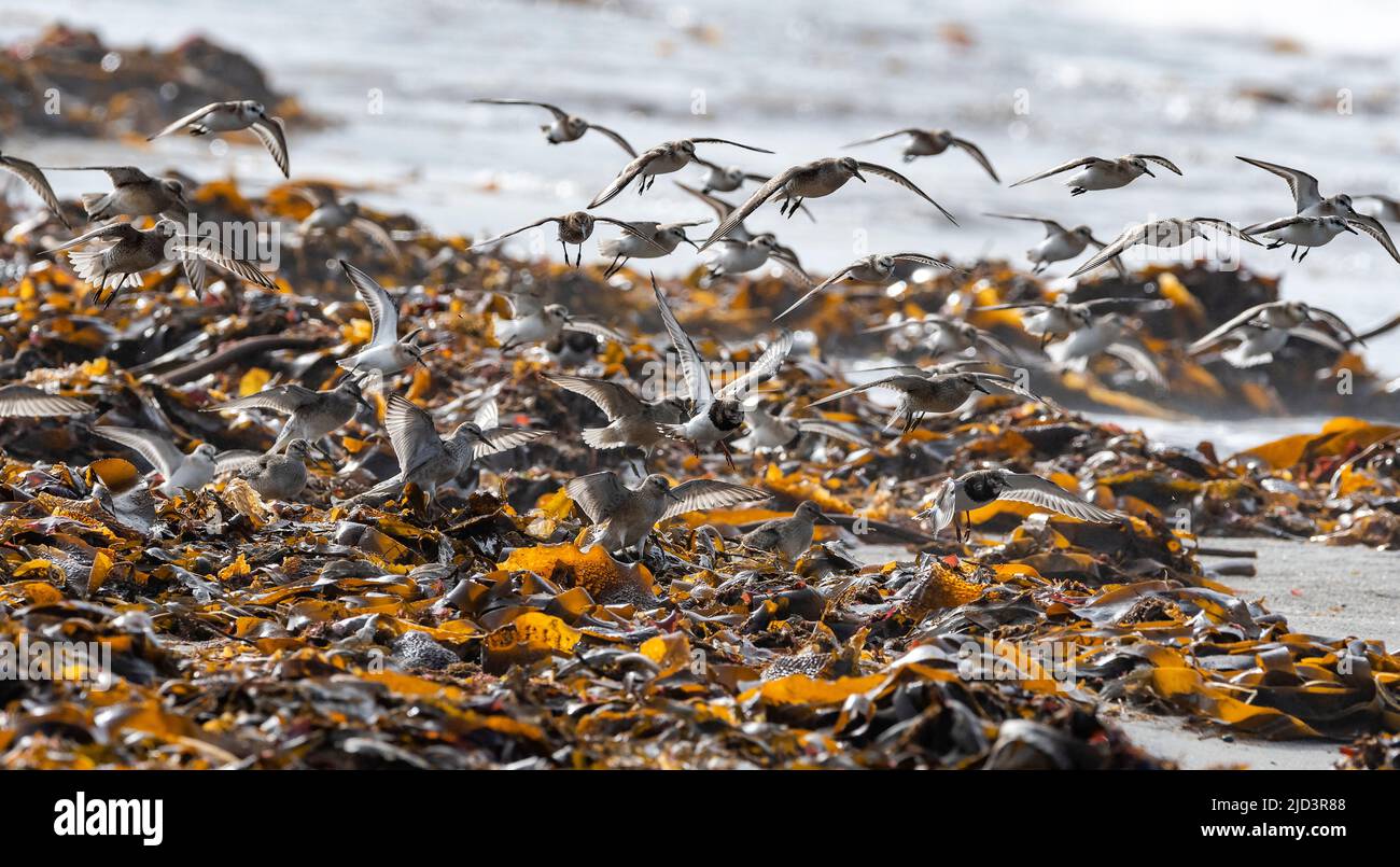Eine Herde Watvögel (unter anderem Sanderlinge und gewöhnliche ...