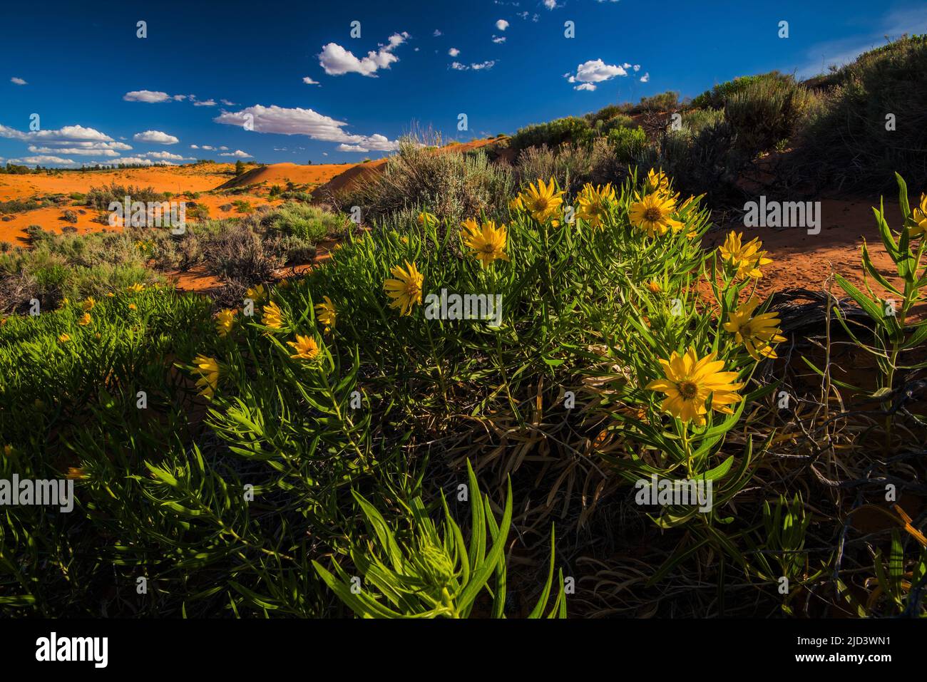 Leuchtend gelbe wildblumen -Fotos und -Bildmaterial in hoher Auflösung ...