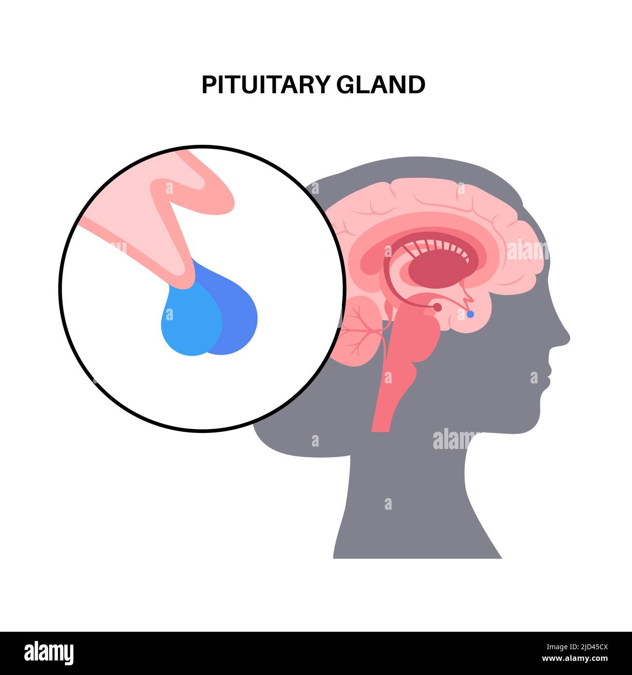 Anatomie der Hypophyse, Illustration Stockfotografie - Alamy