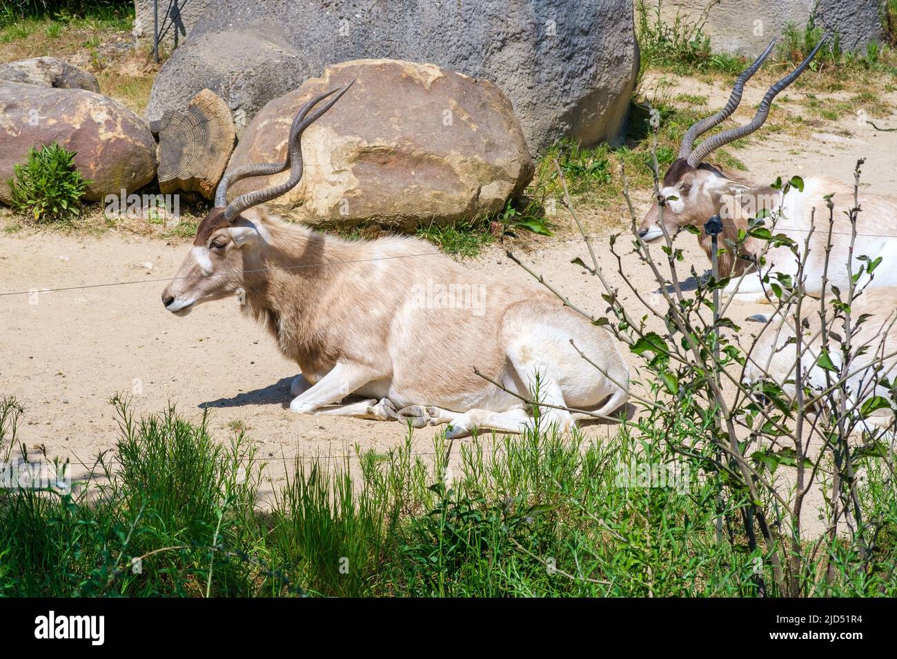 Schöne antilopen -Fotos und -Bildmaterial in hoher Auflösung - Seite 3 ...