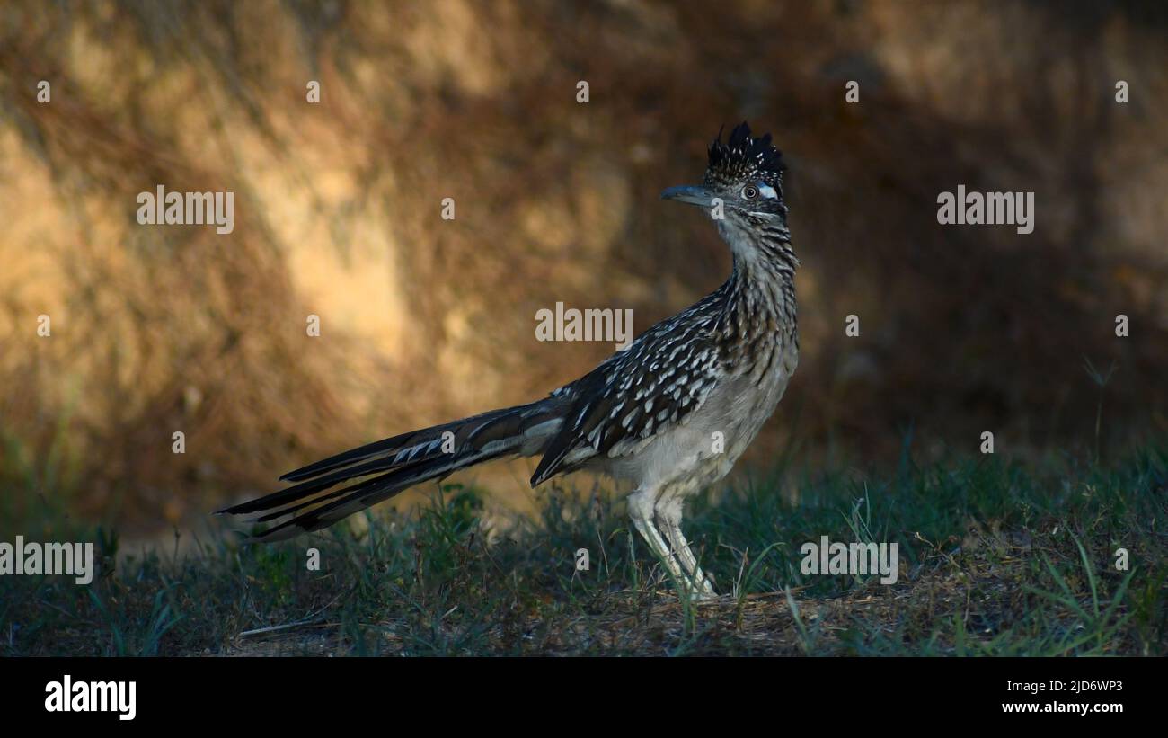 Gefiederte federn -Fotos und -Bildmaterial in hoher Auflösung – Alamy