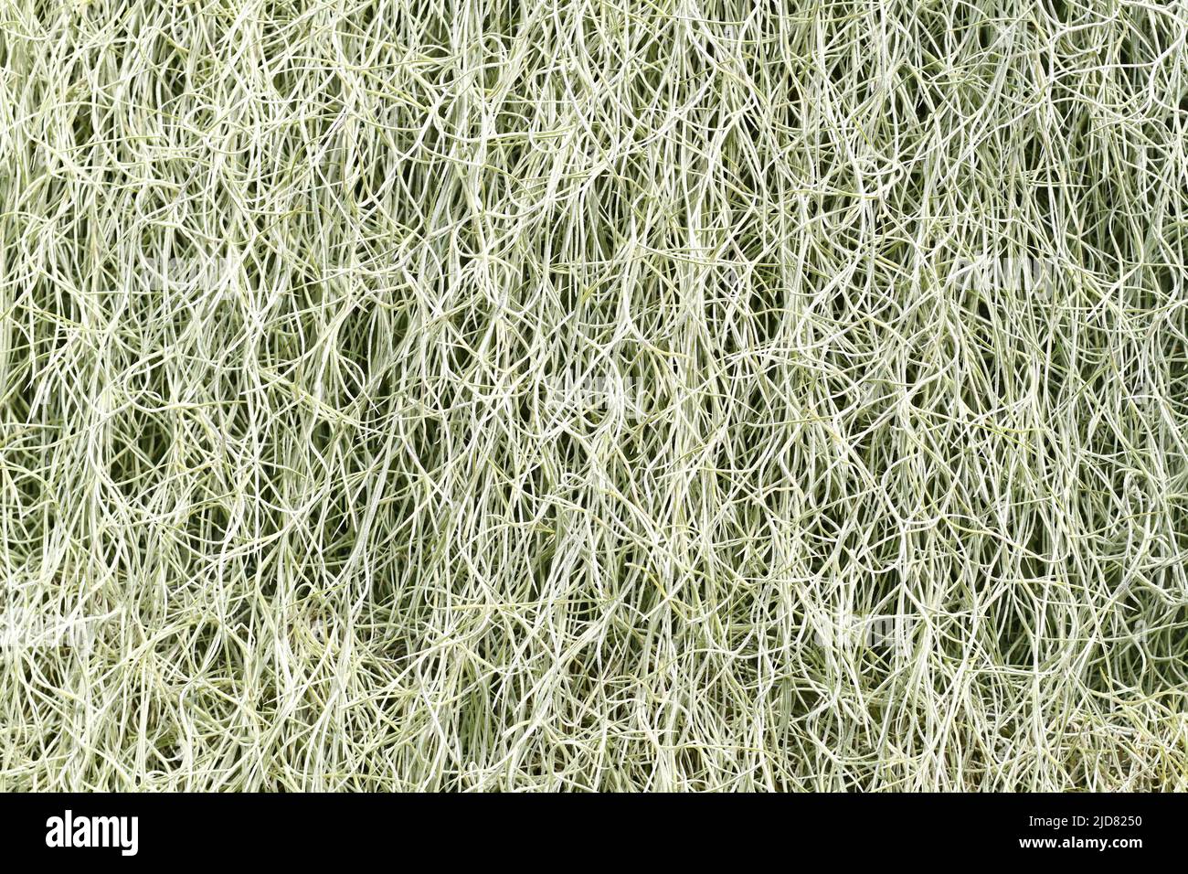 Spanisches moos muster -Fotos und -Bildmaterial in hoher Auflösung – Alamy