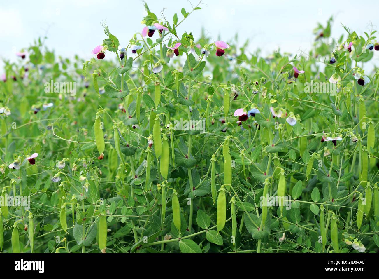 Erbsen ernten -Fotos und -Bildmaterial in hoher Auflösung - Seite 2 - Alamy
