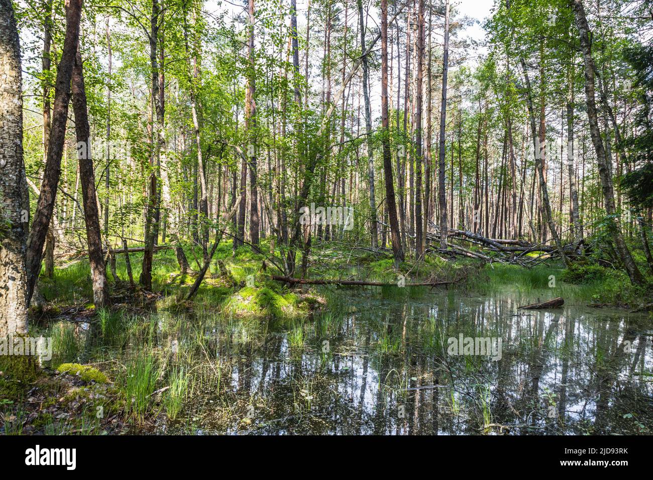 Moor land -Fotos und -Bildmaterial in hoher Auflösung – Alamy