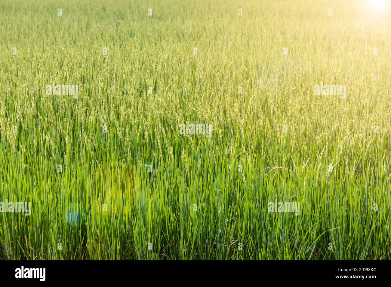 Rice field thailand -Fotos und -Bildmaterial in hoher Auflösung – Alamy