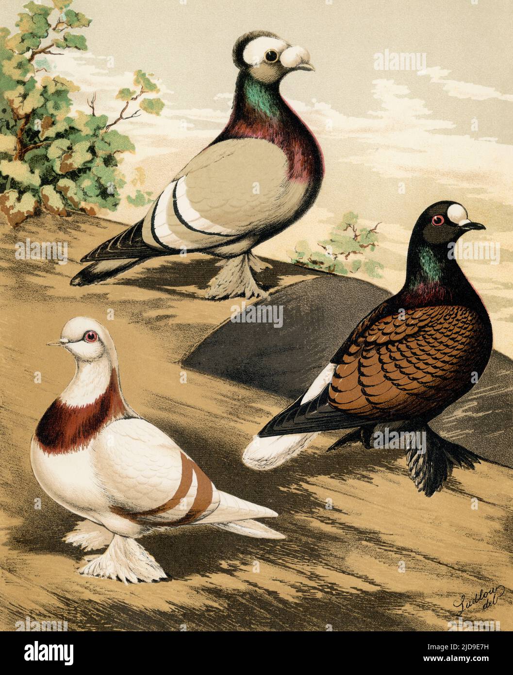 Künstler joseph williamson ludlow 1840 1916 -Fotos und -Bildmaterial in ...