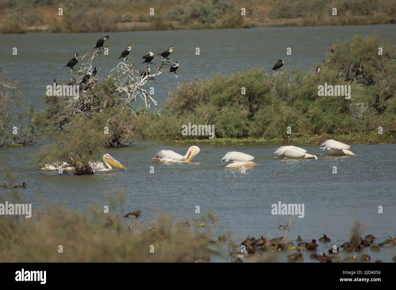 Große weiße Pelikane Pelecanus onocrotalus Angeln und große Kormorane ...