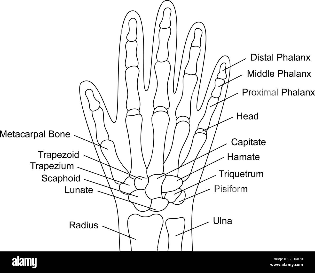 Anatomie der menschlichen Handknochen mit Beschreibungen ...