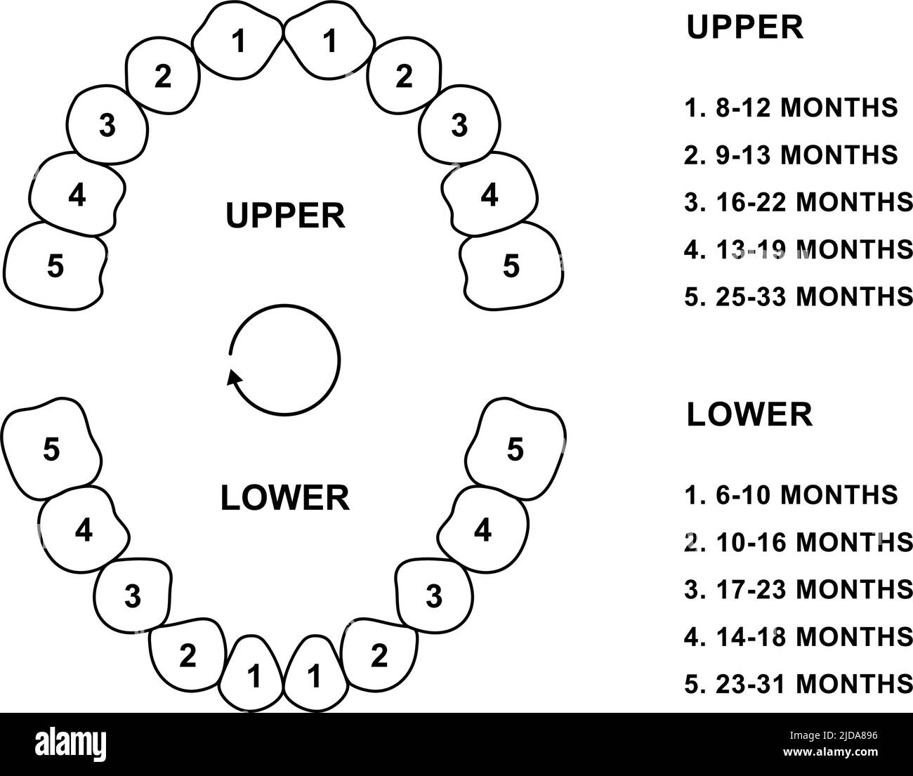 Diagramm zur Ankunft des primären Zahns. Anatomie der Zähne von Kindern ...