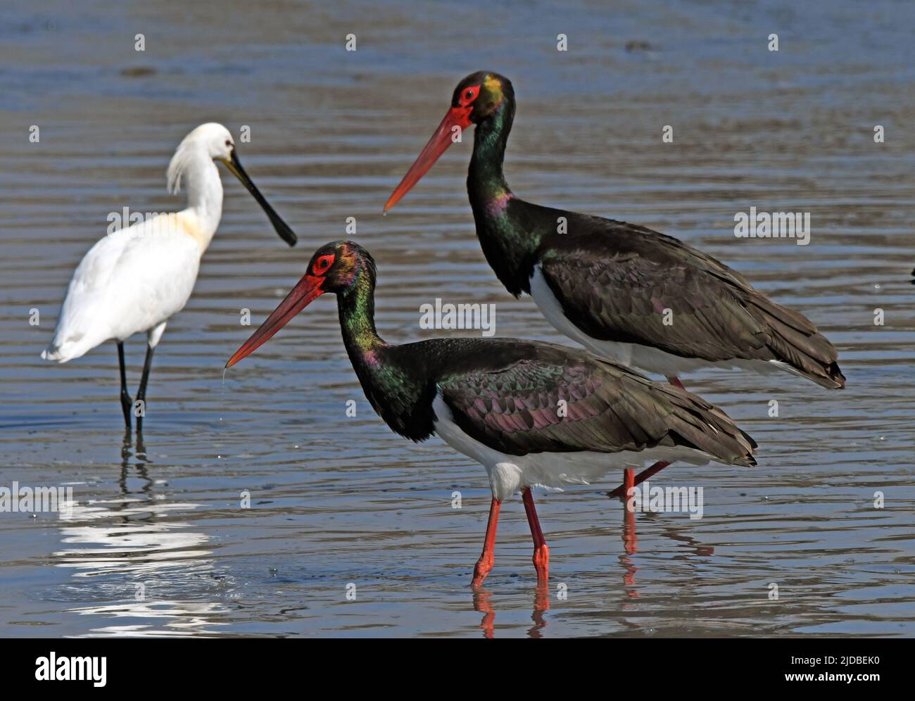 Migratory stork -Fotos und -Bildmaterial in hoher Auflösung – Alamy