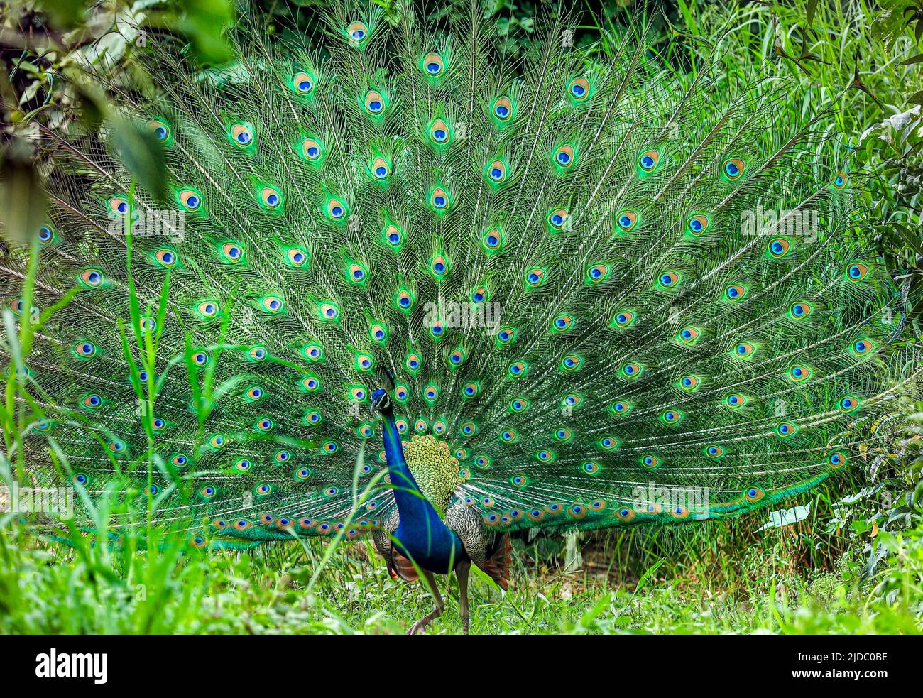 Hahn pose -Fotos und -Bildmaterial in hoher Auflösung – Alamy