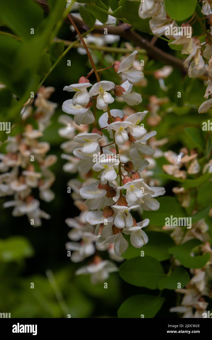 Robinia pseudoacacia tree -Fotos und -Bildmaterial in hoher Auflösung ...