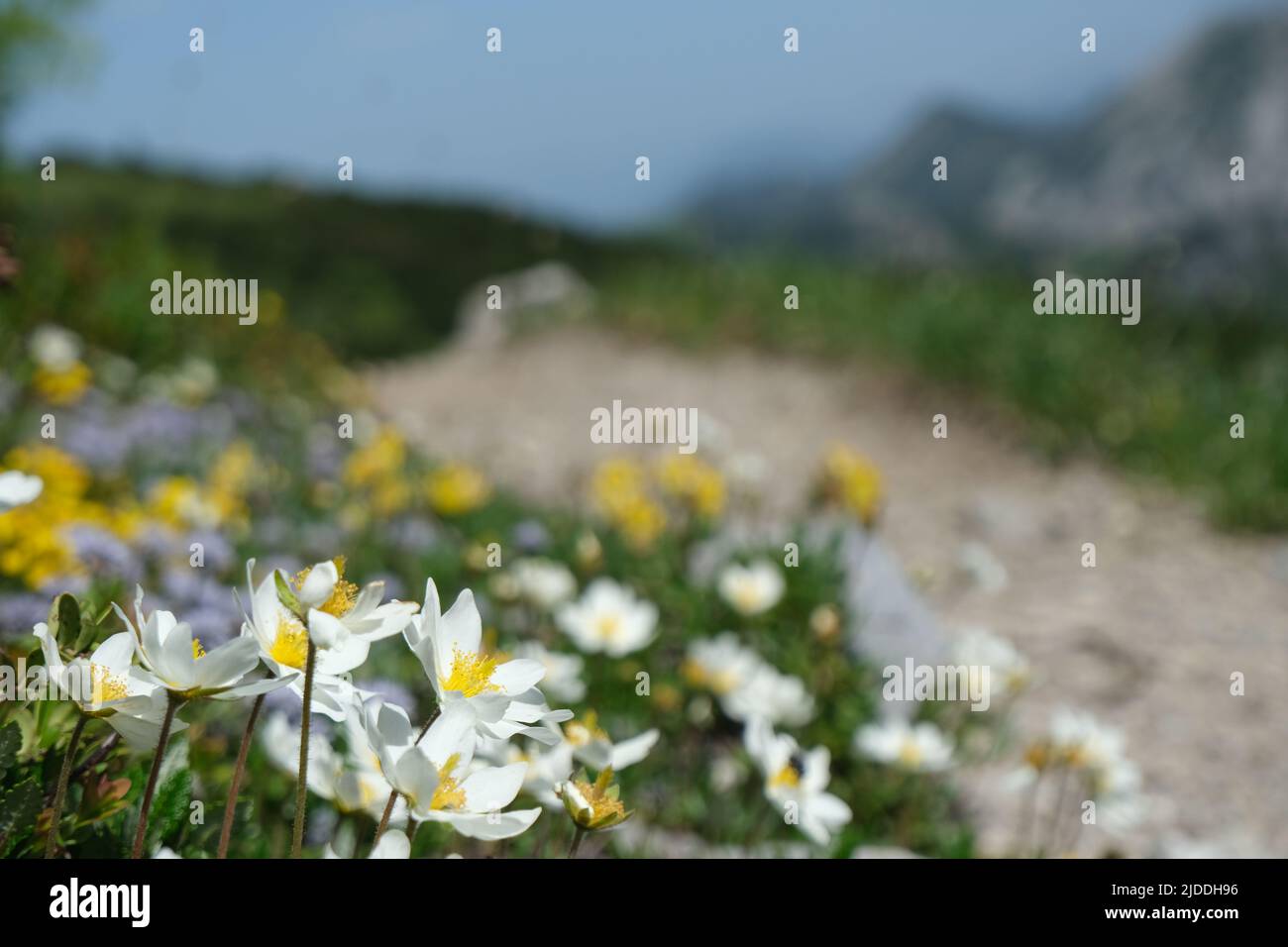 Schweizer alpenblumen -Fotos und -Bildmaterial in hoher Auflösung – Alamy