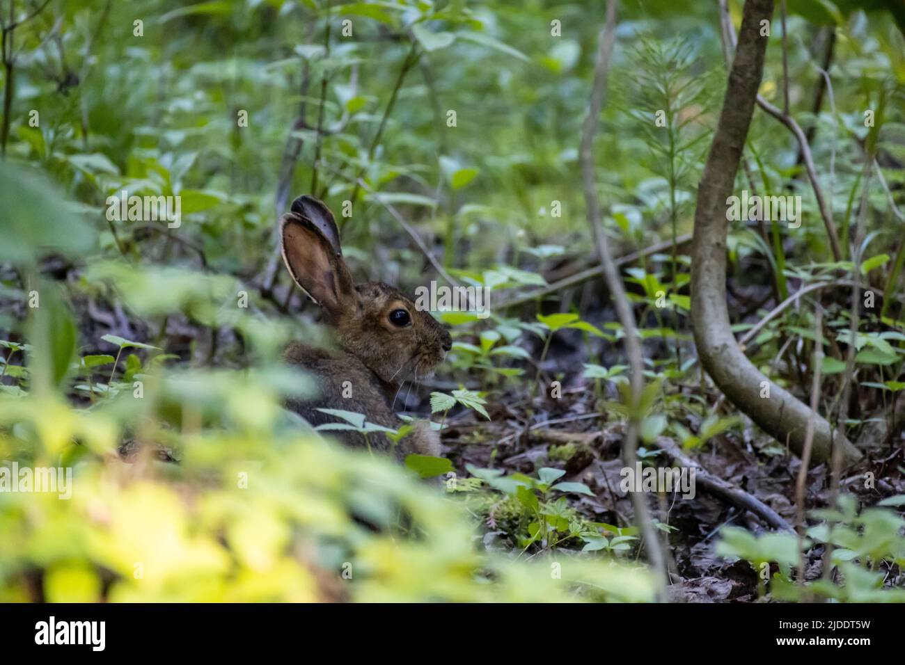 Ein kleines Kaninchen versteckt sich auf dem Waldboden der Wildnis im ... Ein kleines Kaninchen versteckt sich auf dem Waldboden der Wildnis im ...