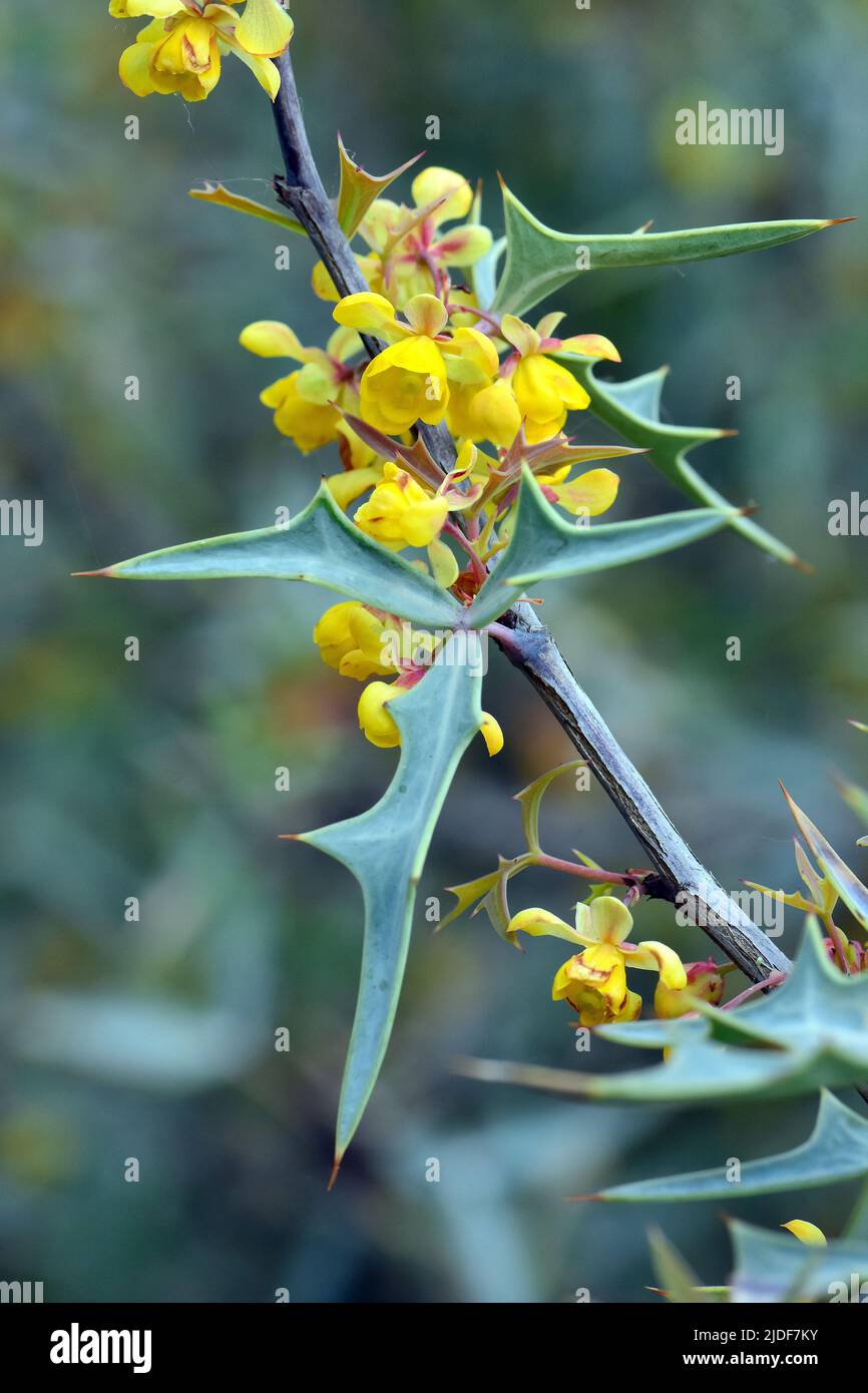Agarita, Agrito, Algerita, Johannisbeere von Texas, wilde Johannisbeere, Und Chaparral Beere ...