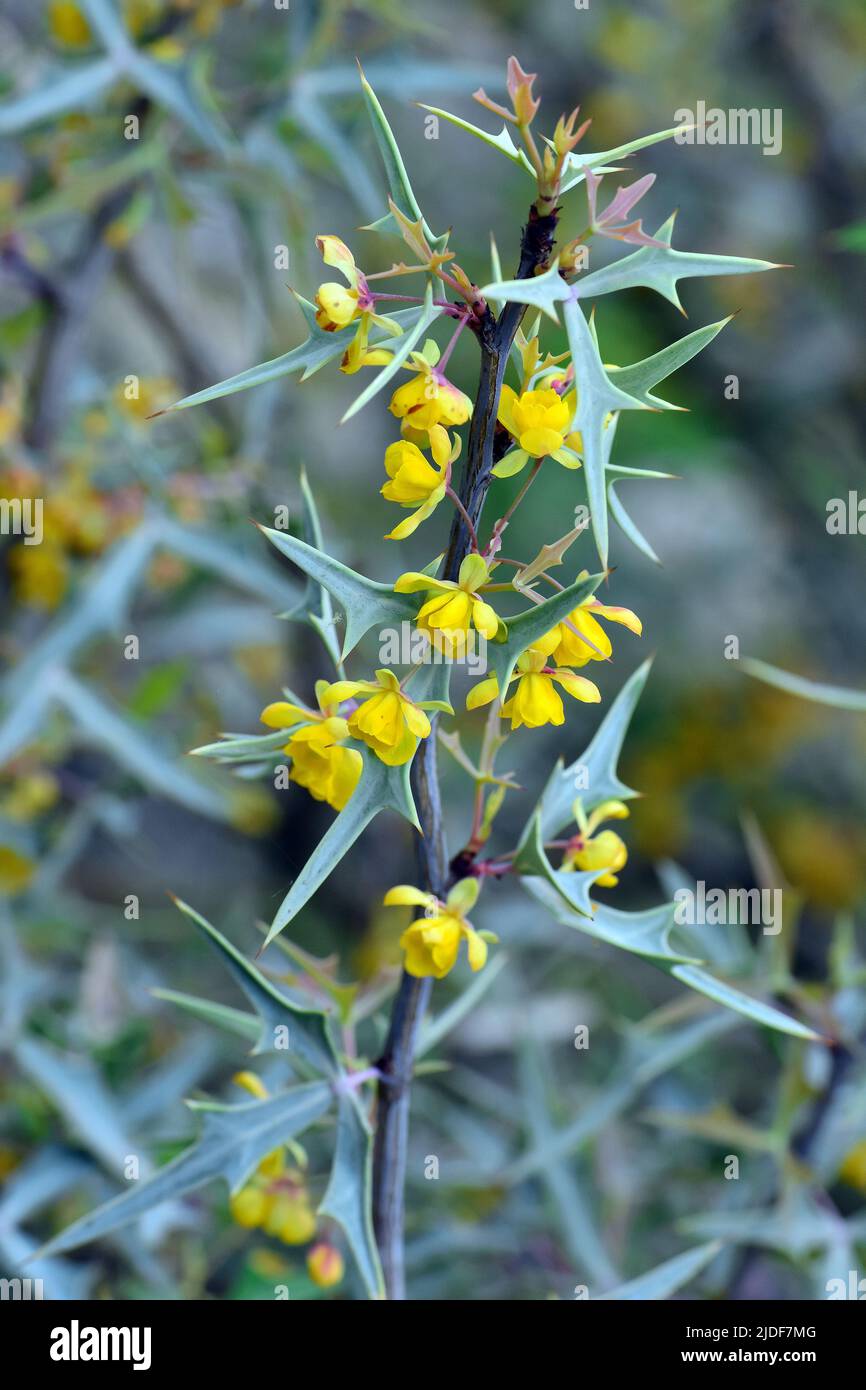 Mahonia trifoliolata -Fotos und -Bildmaterial in hoher Auflösung – Alamy