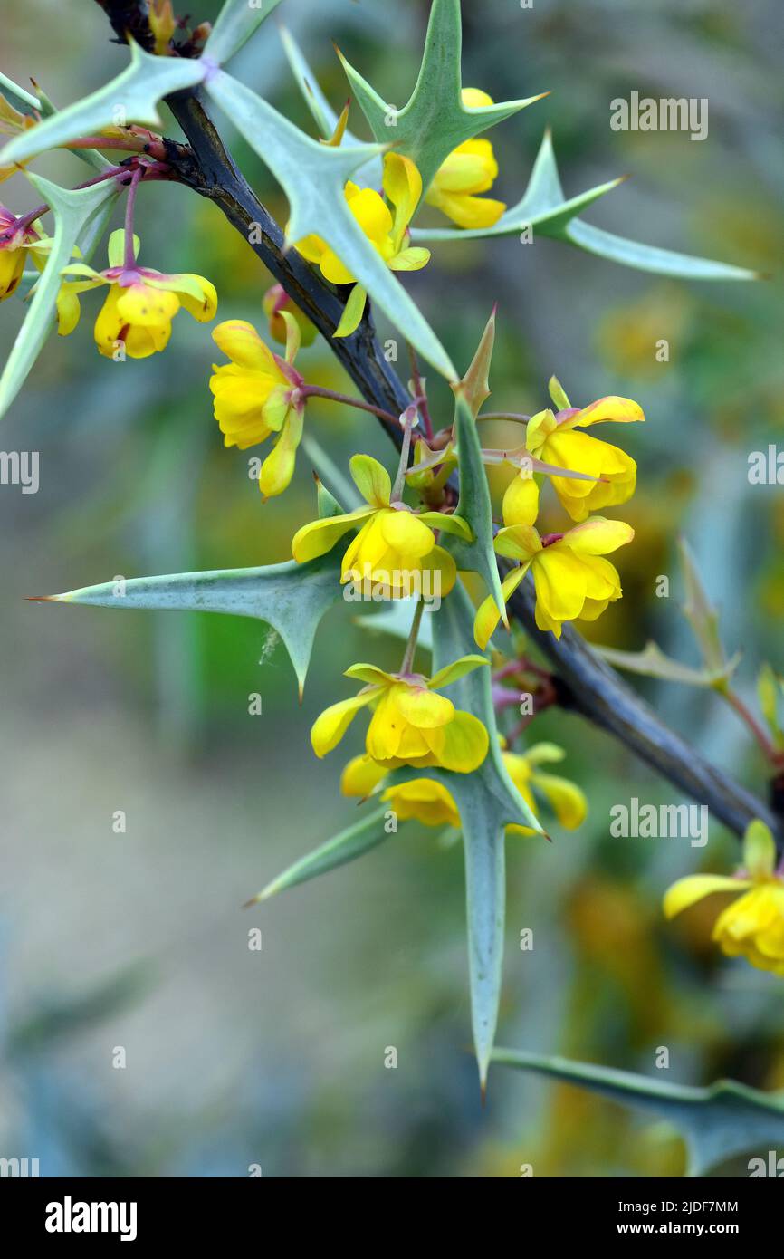 Agarita, Agrito, Algerita, Johannisbeere von Texas, wilde Johannisbeere ...