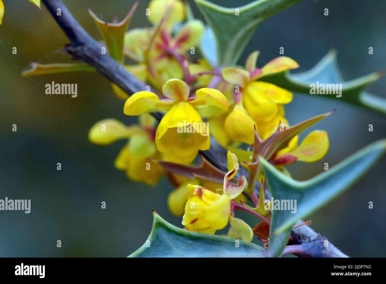 Agarita, Agrito, Algerita, Johannisbeere von Texas, wilde Johannisbeere ...