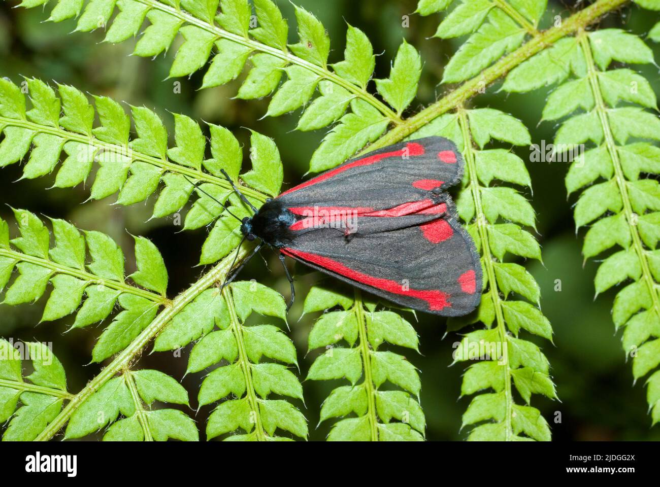 Rote und schwarze motte -Fotos und -Bildmaterial in hoher Auflösung – Alamy