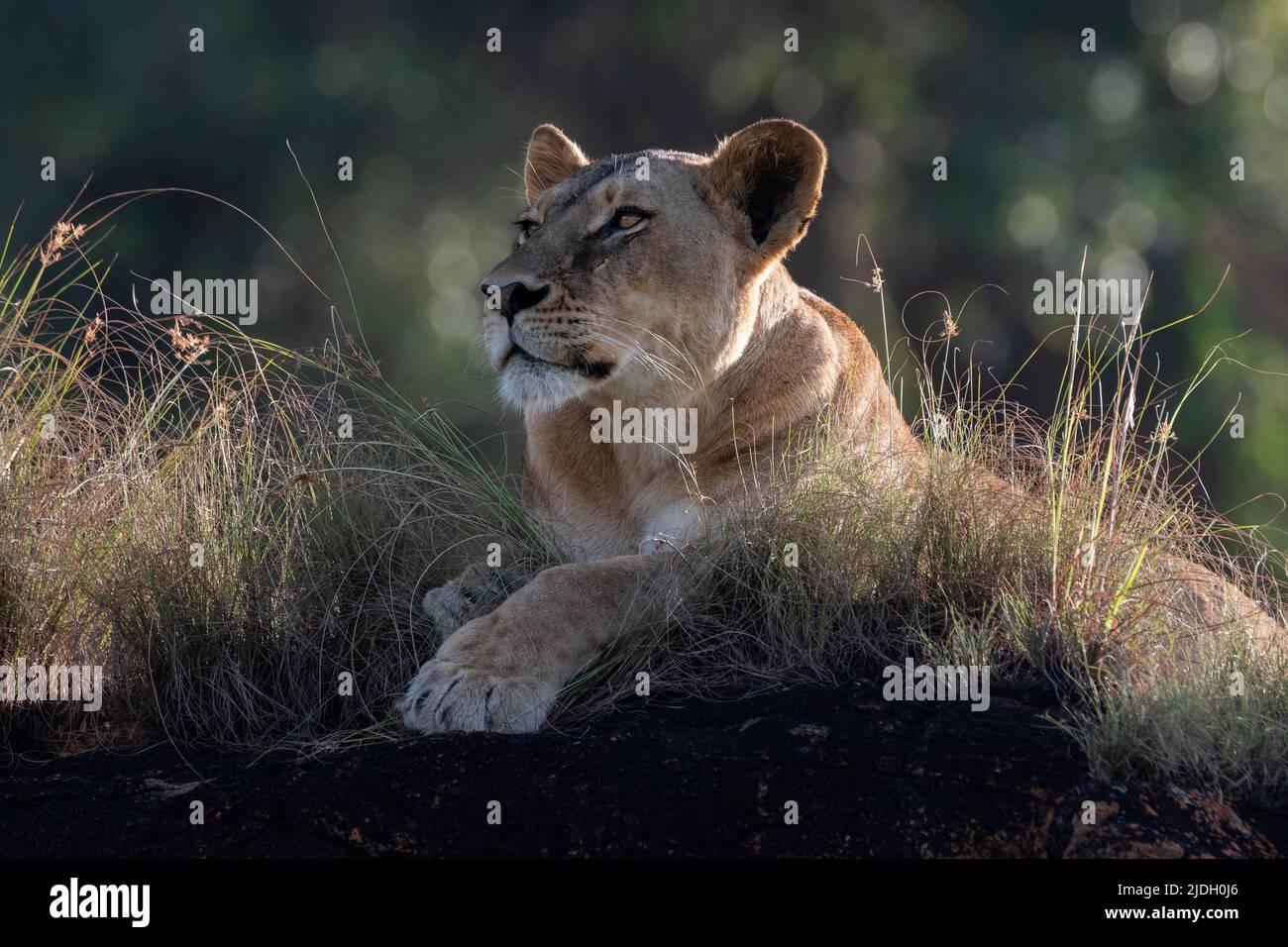 Löwin (Panthera leo) auf dem Lion Rock, einem Vorgebirge, das vom Film ...