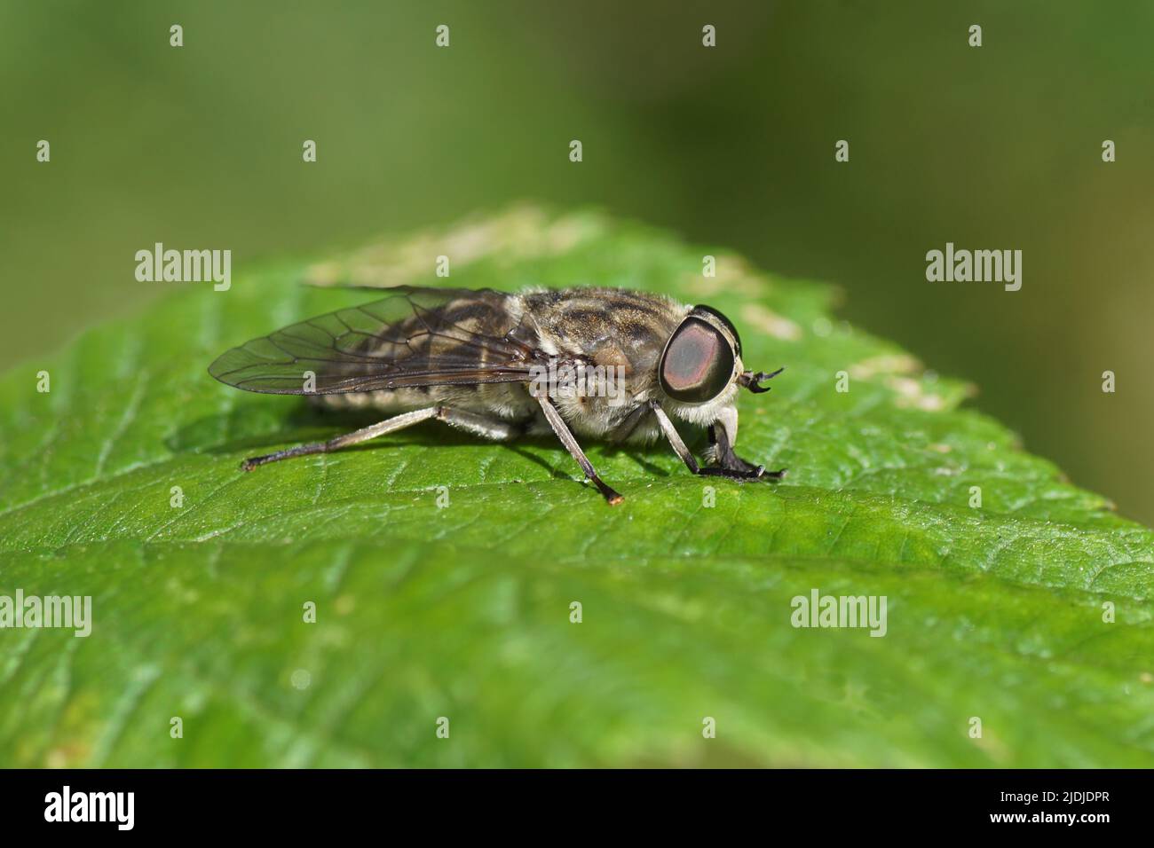 Tabanus autumnalis -Fotos und -Bildmaterial in hoher Auflösung – Alamy