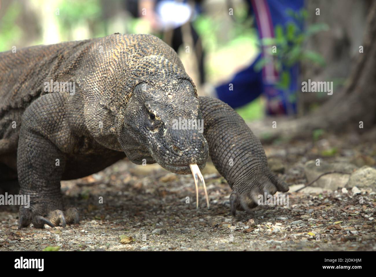 Ein komodo-Drache (Varanus komodoensis), der an einem Strand auf Komodo ...