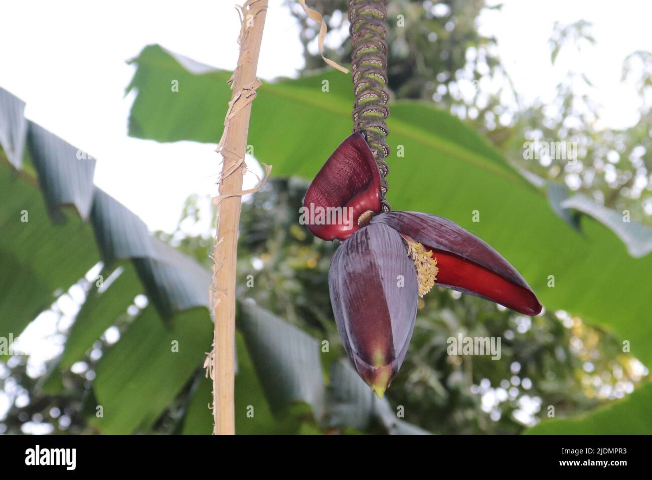 Fruchtende bananen -Fotos und -Bildmaterial in hoher Auflösung – Alamy