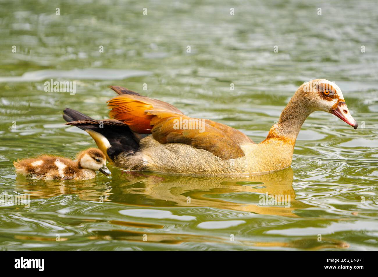 Bauer ente -Fotos und -Bildmaterial in hoher Auflösung – Alamy