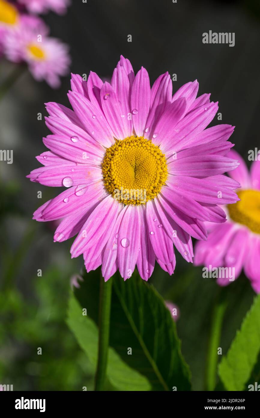 Pyrethrum roseum var chamaemelifolium -Fotos und -Bildmaterial in hoher ...
