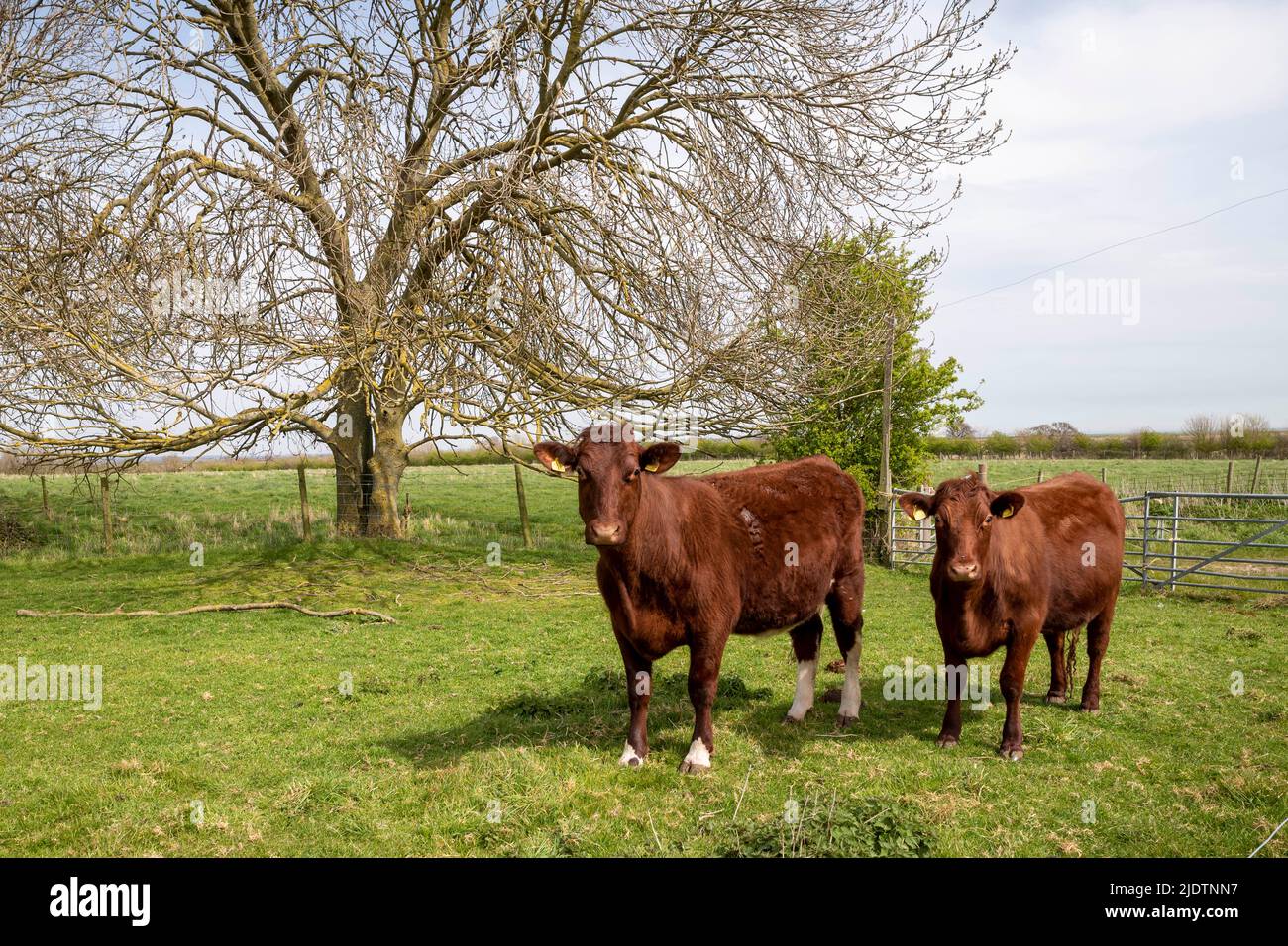 Braun cows -Fotos und -Bildmaterial in hoher Auflösung – Alamy