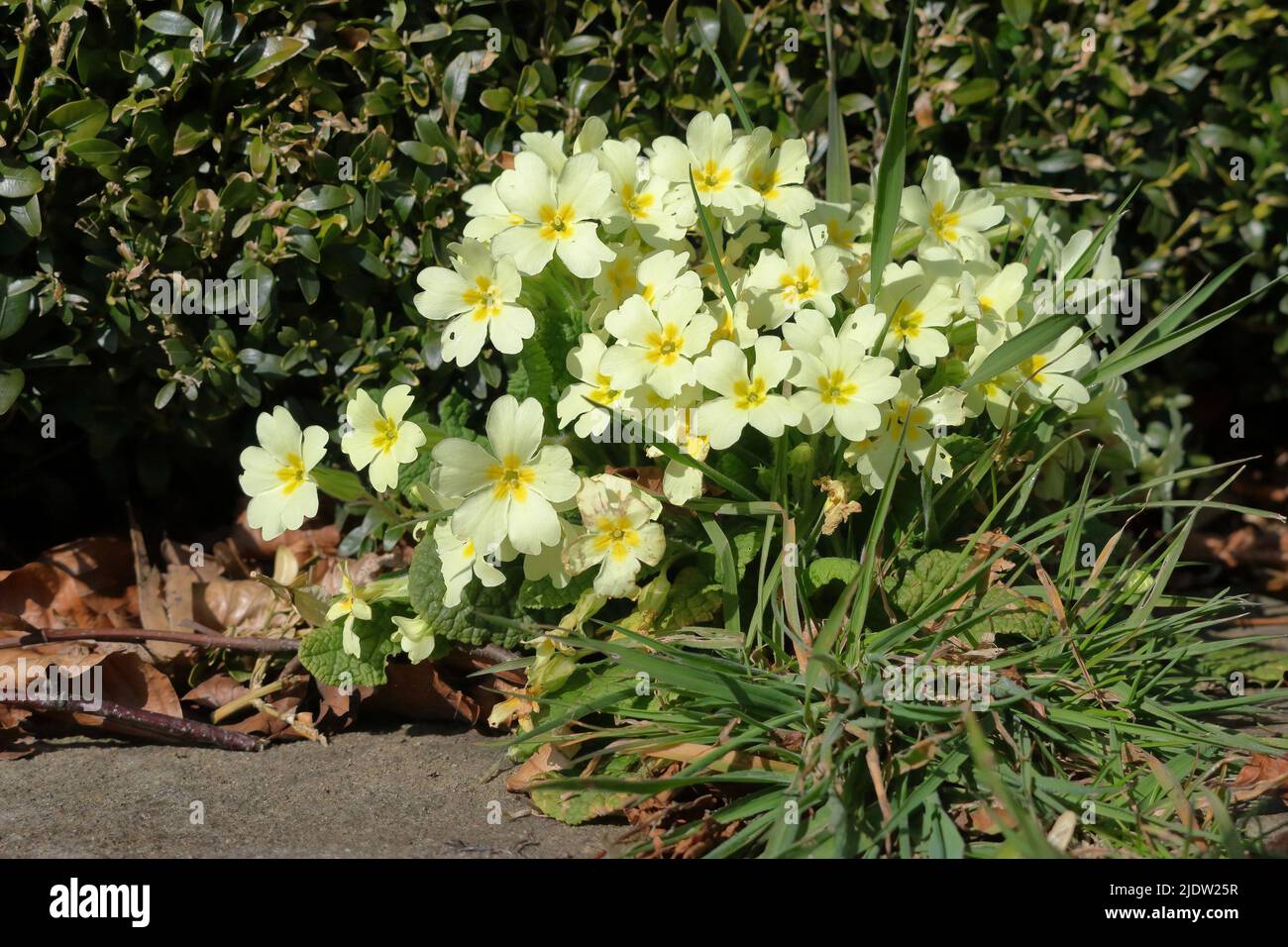 Scottish primrose -Fotos und -Bildmaterial in hoher Auflösung – Alamy