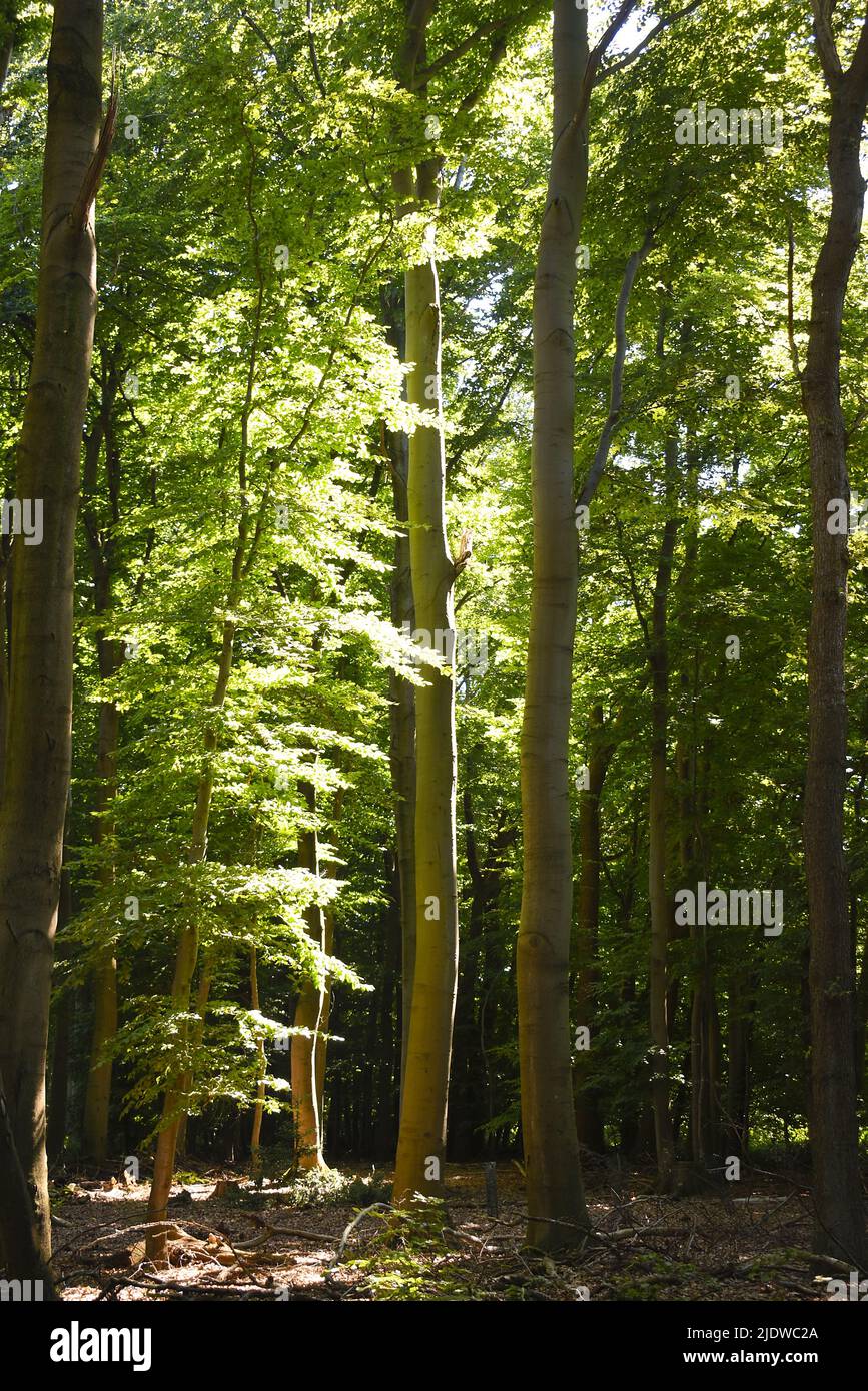 Laubwald in europa, vertikales Bild einer schönen grünen Waldlandschaft ...