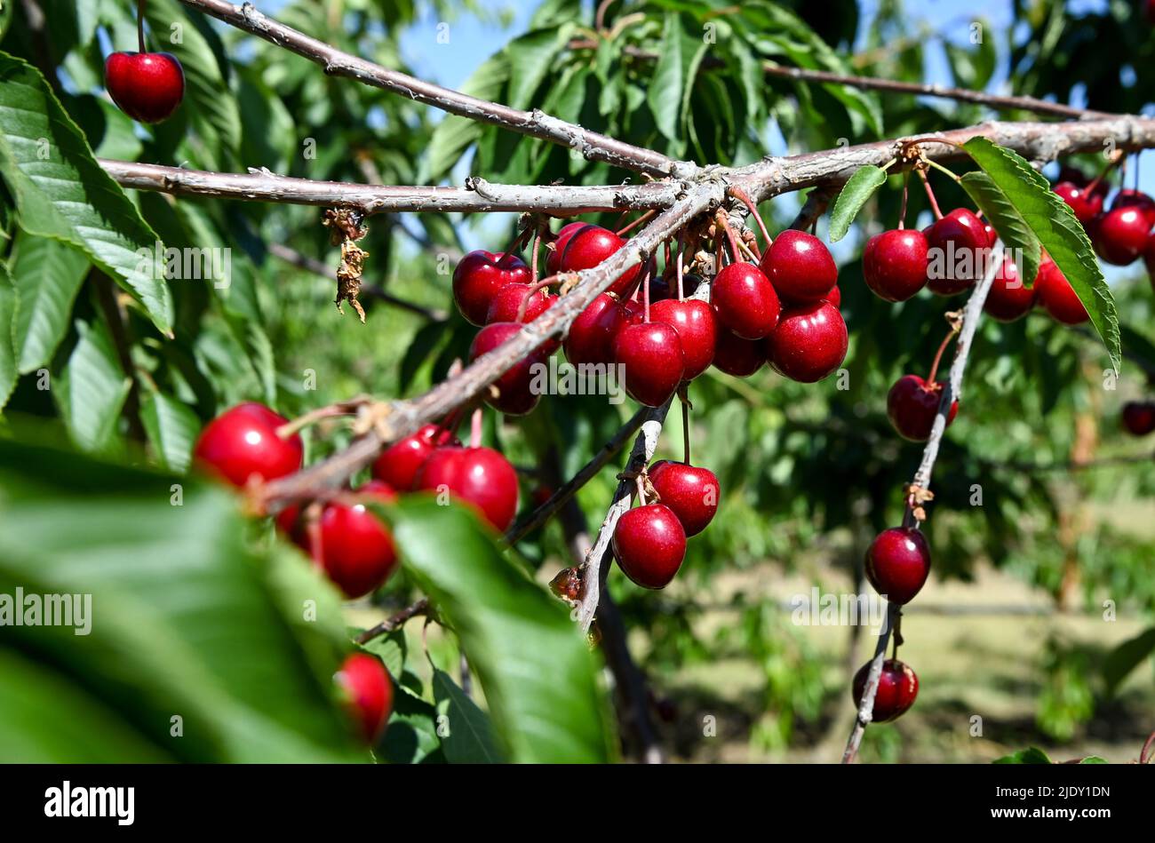 Werder, Deutschland. 21.. Juni 2022. Kirschen der Sorte Samba hängen an ...