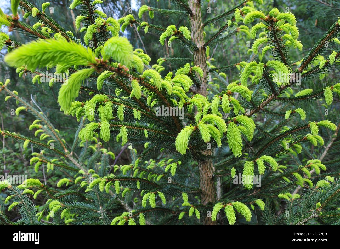 Green pine -Fotos und -Bildmaterial in hoher Auflösung – Alamy