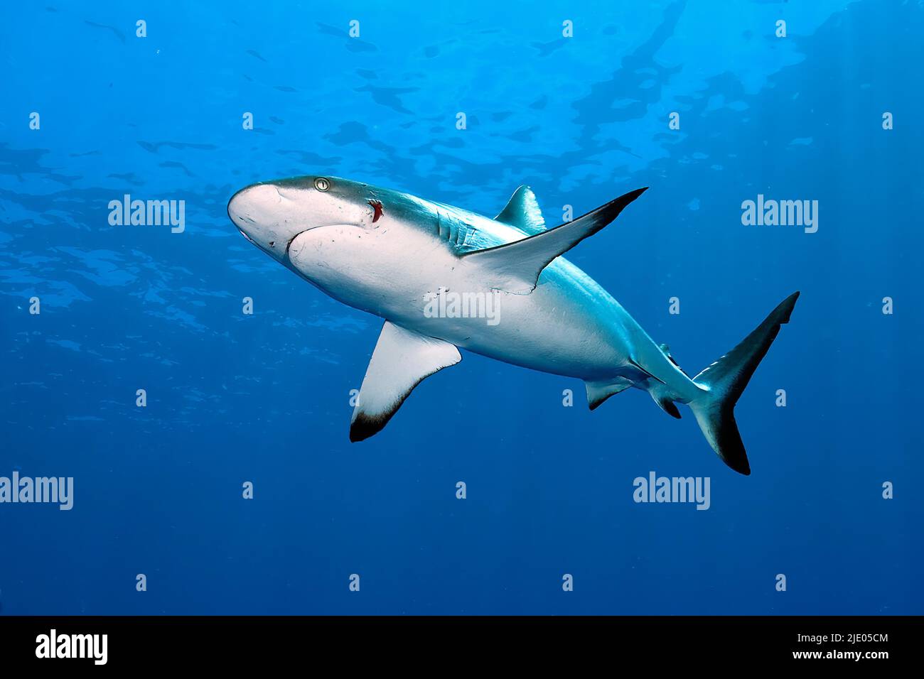 Biss wunde -Fotos und -Bildmaterial in hoher Auflösung – Alamy