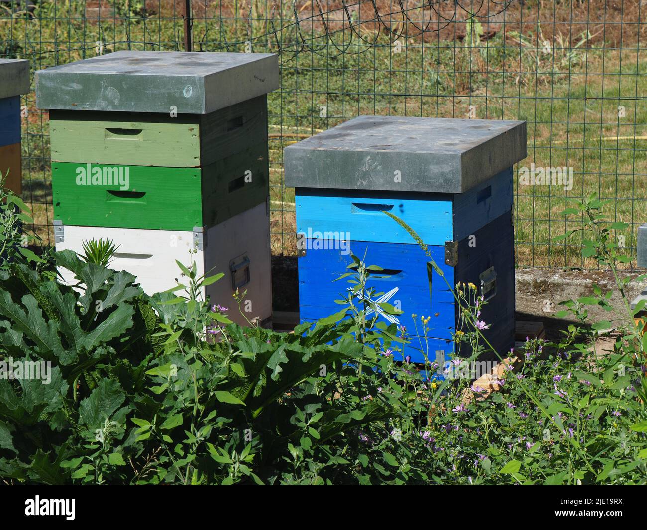 Imker, der mit Bienen und Bienenstöcken auf dem Bienenhaus arbeitet ...