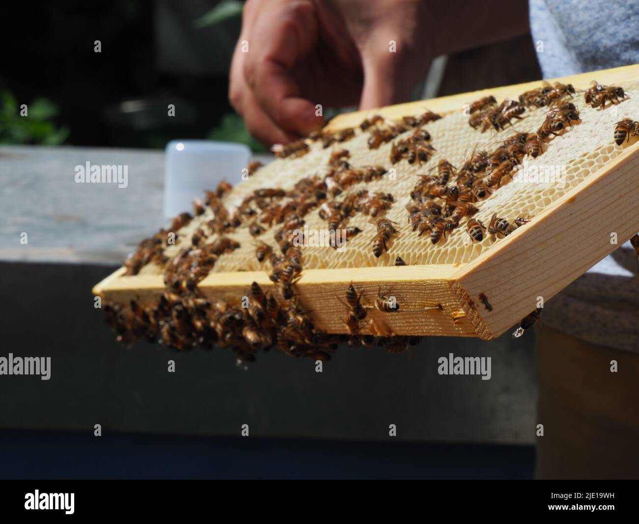 Imker, der mit Bienen und Bienenstöcken auf dem Bienenhaus arbeitet ...