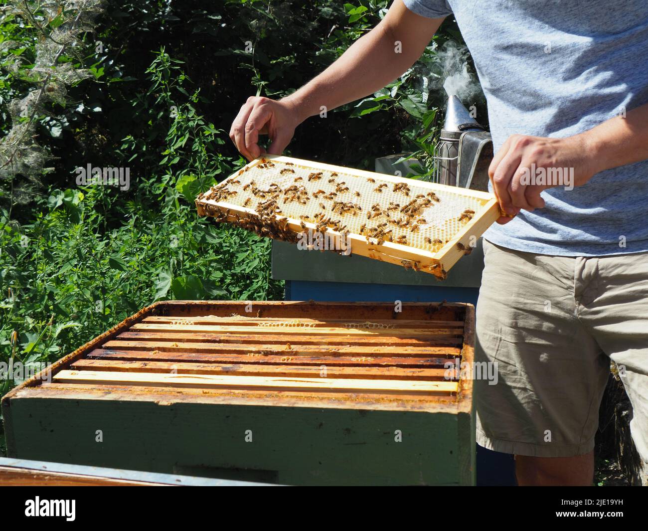 Imker, der mit Bienen und Bienenstöcken auf dem Bienenhaus arbeitet ...