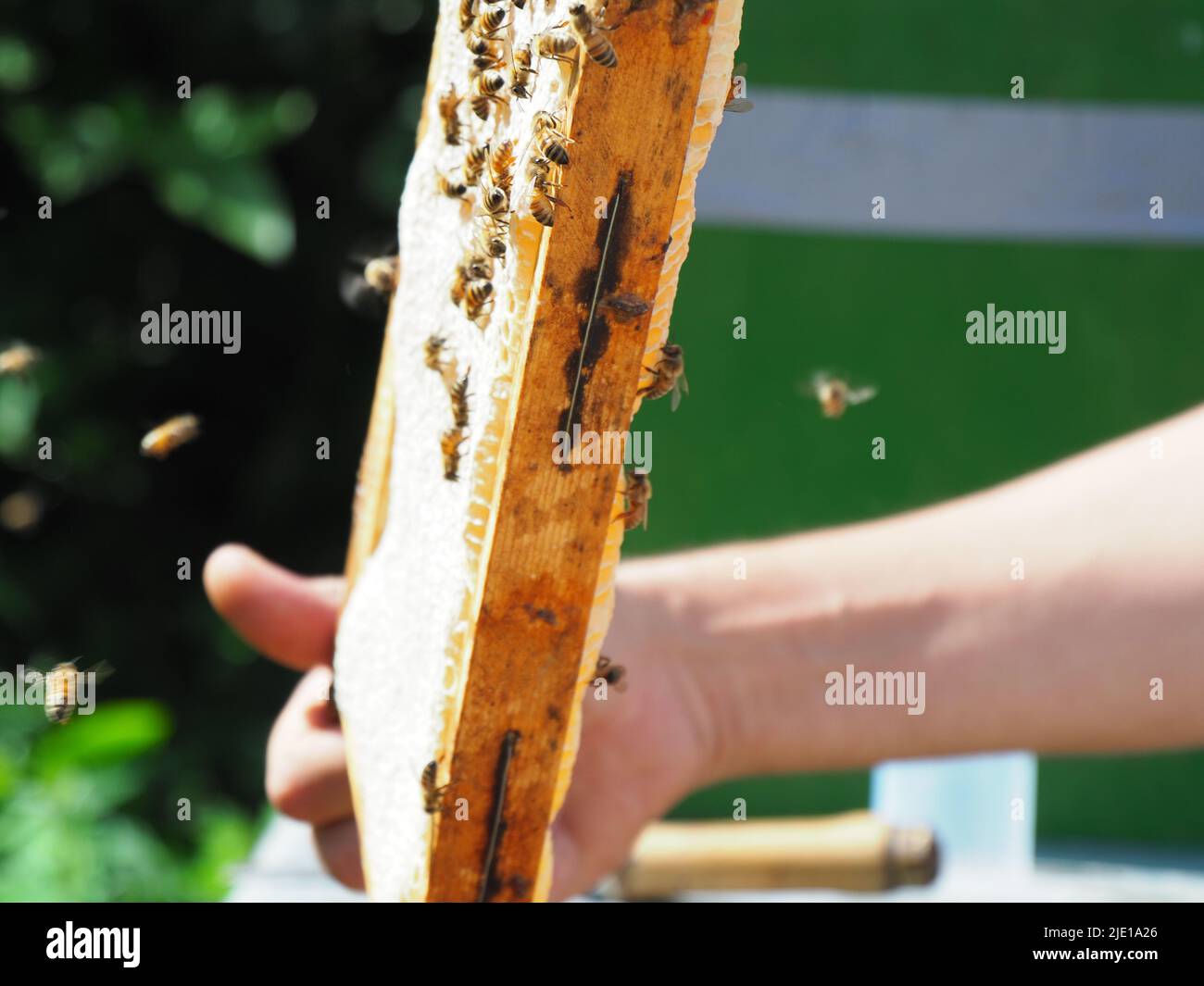 Imker, der mit Bienen und Bienenstöcken auf dem Bienenhaus arbeitet ...