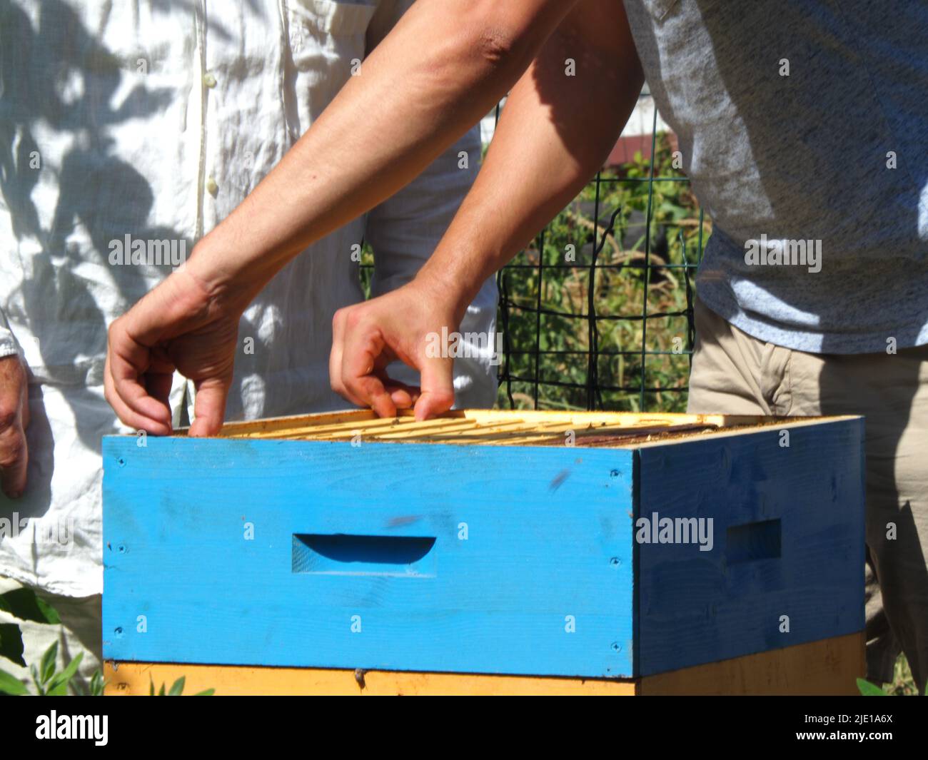 Imker, der mit Bienen und Bienenstöcken auf dem Bienenhaus arbeitet ...