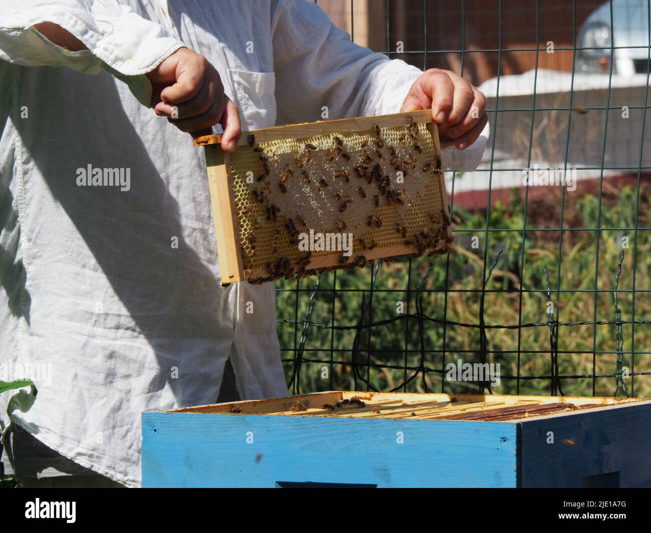 Imker, der mit Bienen und Bienenstöcken auf dem Bienenhaus arbeitet ...